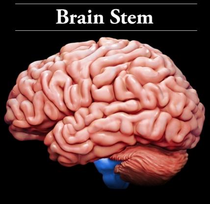 Interactive Brain | BrainLine